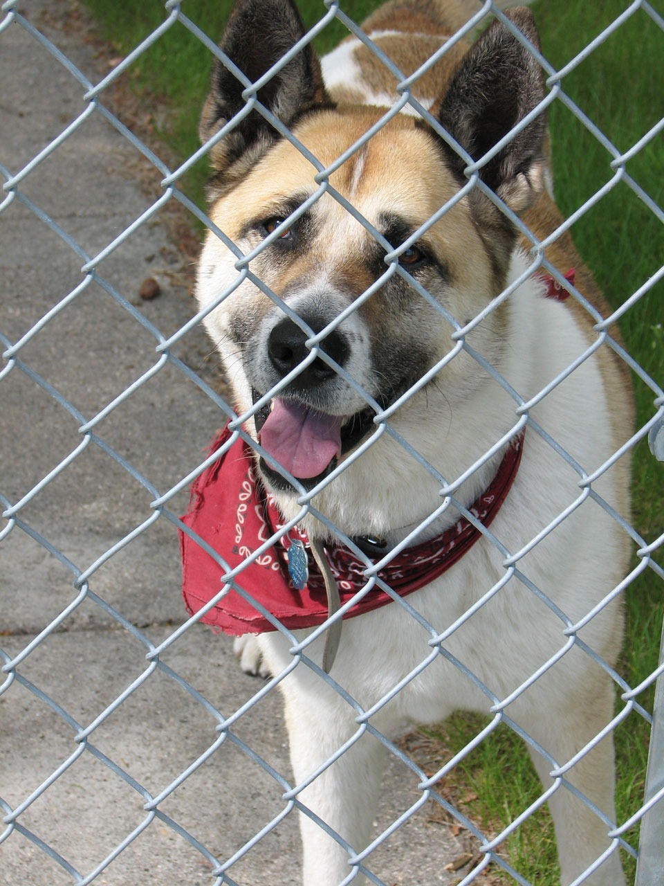 Will an Escape-Proof Crate Fix My Dog’s Separation Anxiety? – Journey ...