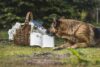 Least Intrusive, Minimally Aversive Training | Journey Dog Training