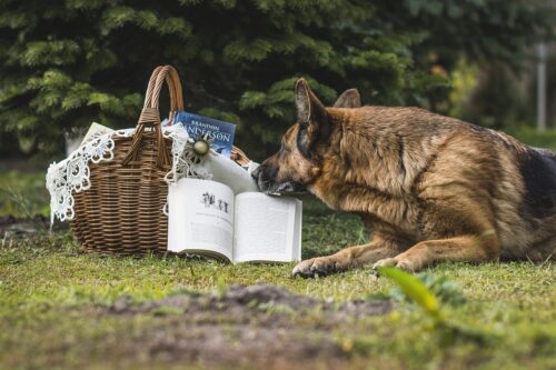 Least Intrusive, Minimally Aversive Training: LIMA and the Humane Hierarchy