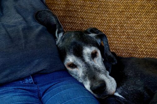 How to Train an Aggressive, Disabled Senior Dog | Journey Dog Training
