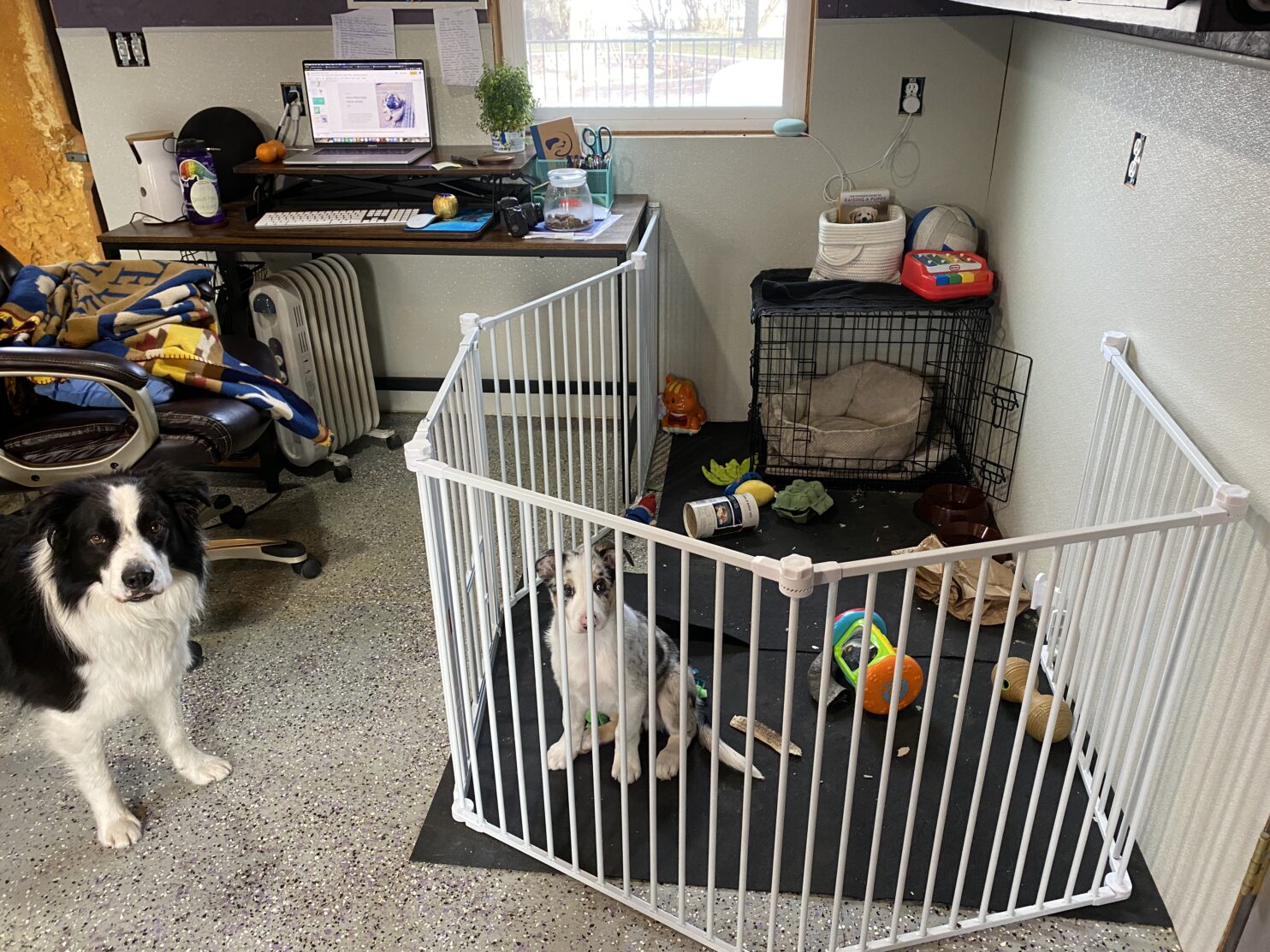 My Dog Barks Non-Stop in His Kennel – What Should I Do? | Journey Dog ...