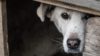 Stranger Danger: Why Your Dog Doesn't Like Strangers | Journey Dog Training