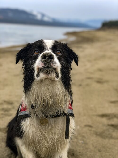 Classy, Modern Dog Portraits: West and Willow Review | Journey Dog Training