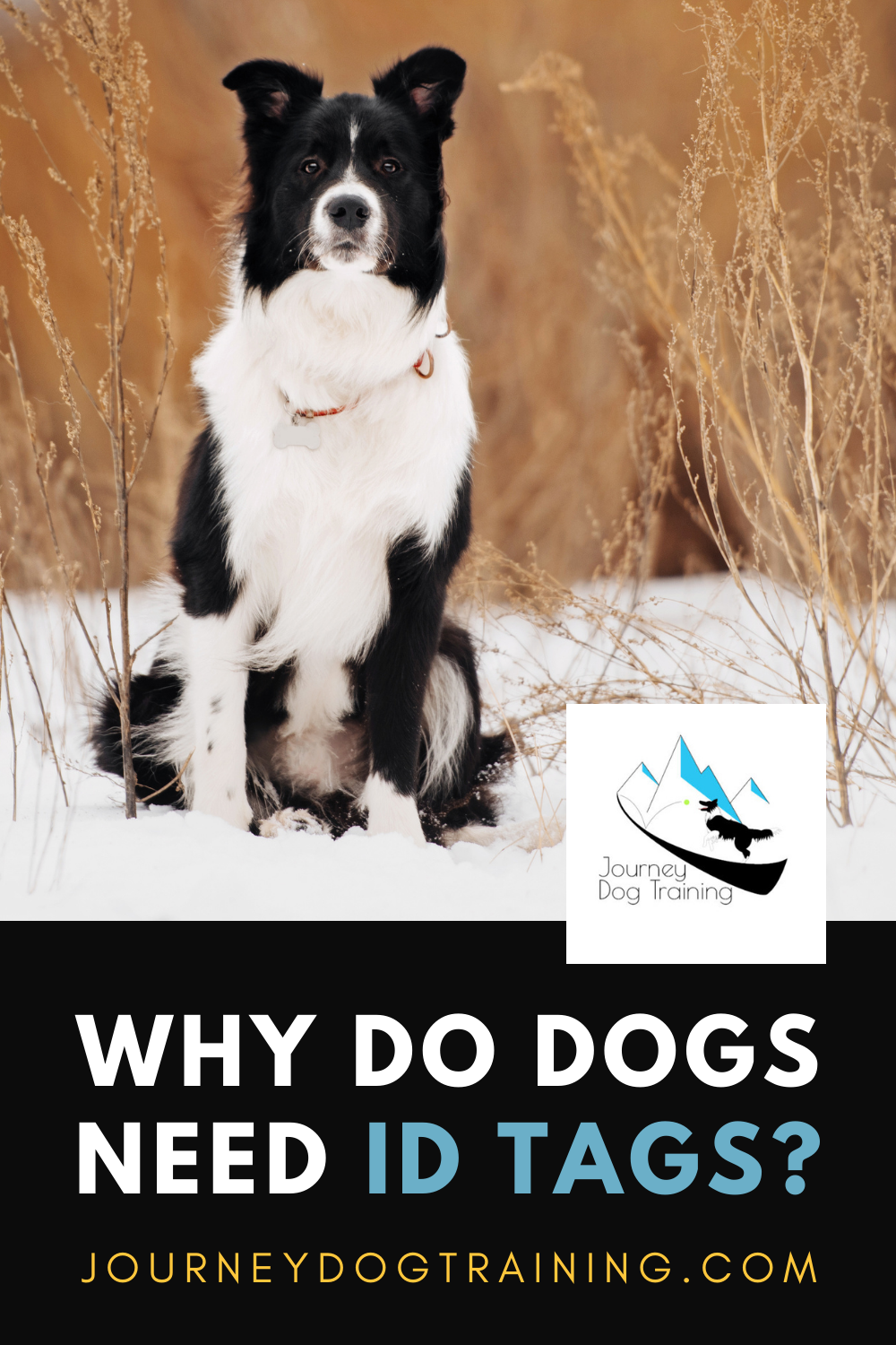 Why Do Dogs Need ID Tags Journey Dog Training Why Do Dogs Need ID Tags Journey Dog Training