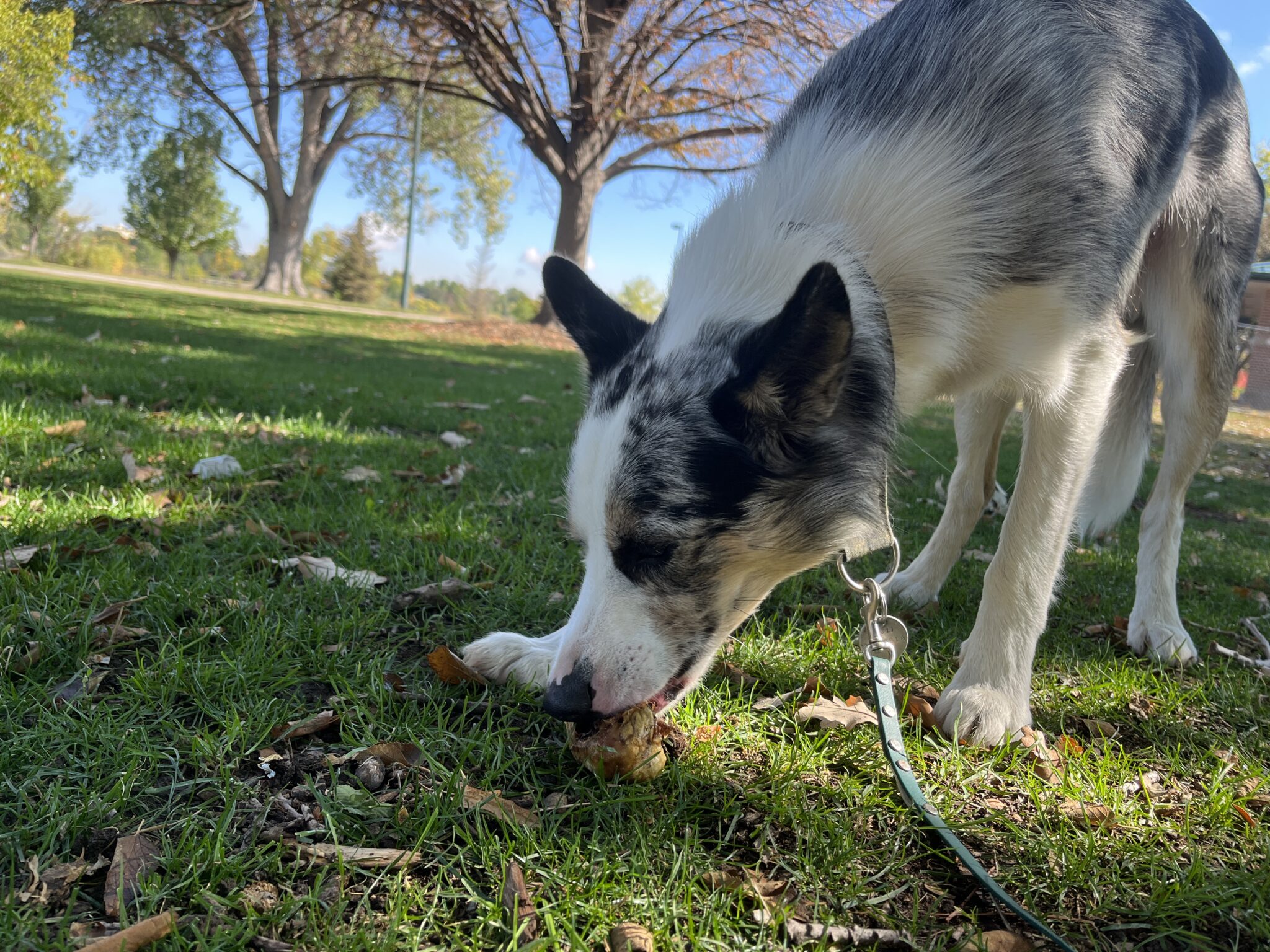 Farm Hounds Chew and Jerky Treat Review | Journey Dog Training