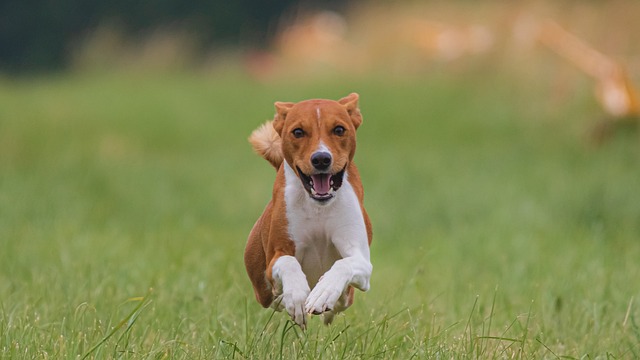 My Dog to is Uncontrollable Around Other Dogs - Help! | Journey Dog ...