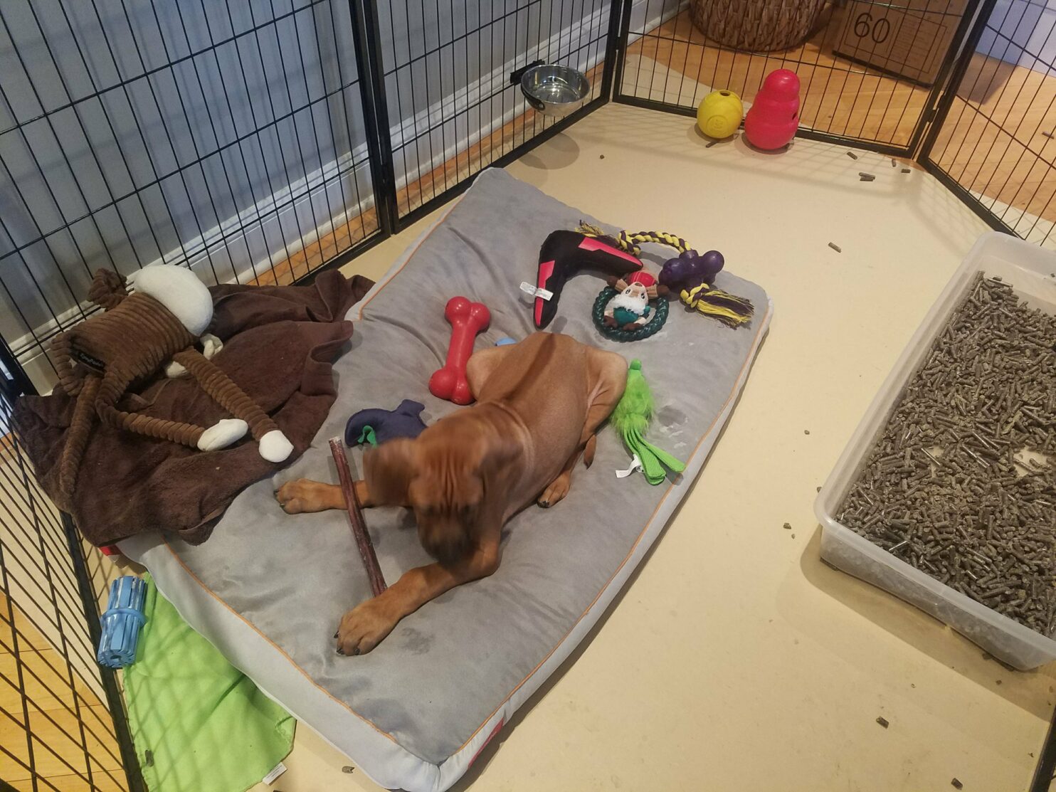 What’s a Puppy Palace, and Do I Need One? – Journey Dog Training