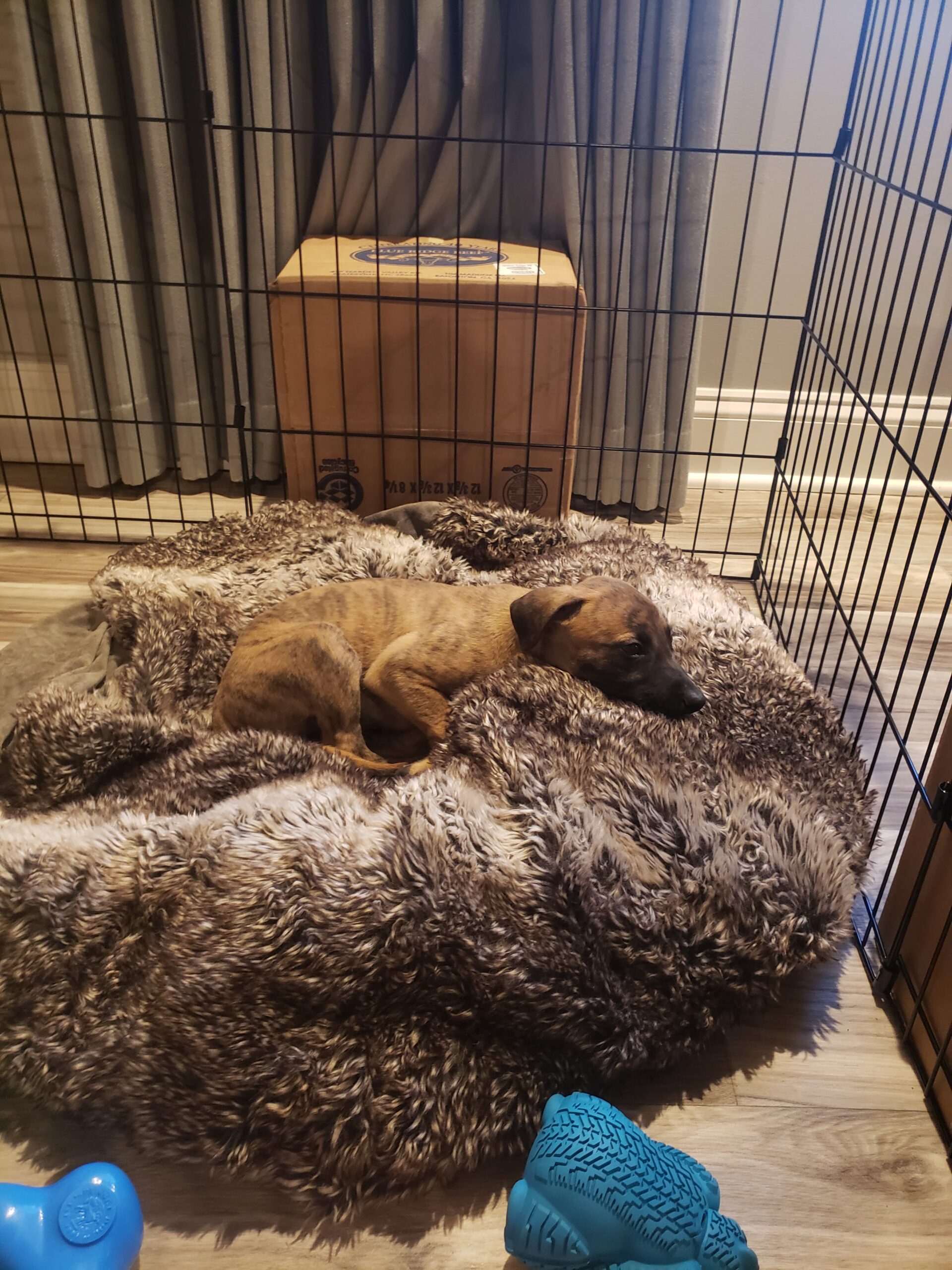 What’s a Puppy Palace, and Do I Need One? – Journey Dog Training